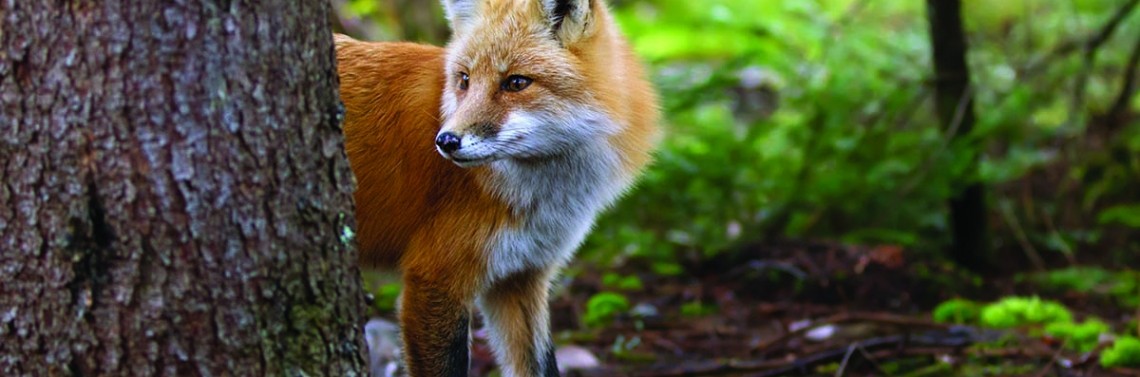 Lis rudy - Czasopismo Biologia w szkole | nowości z zakresu nauk ...