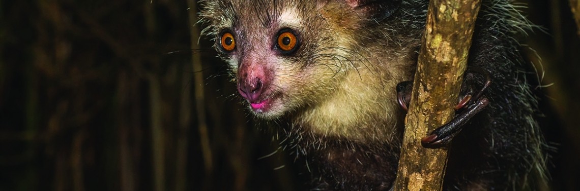 Palczak madagaskarski – tak brzydki, że aż piękny - Czasopismo Biologia ...