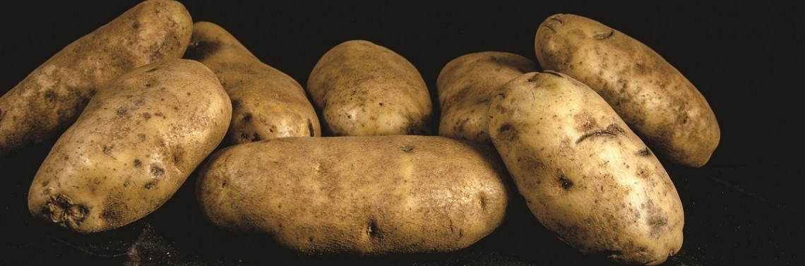 Katalaza. Tlen trucizną - Czasopismo Biologia w szkole | nowości z ...