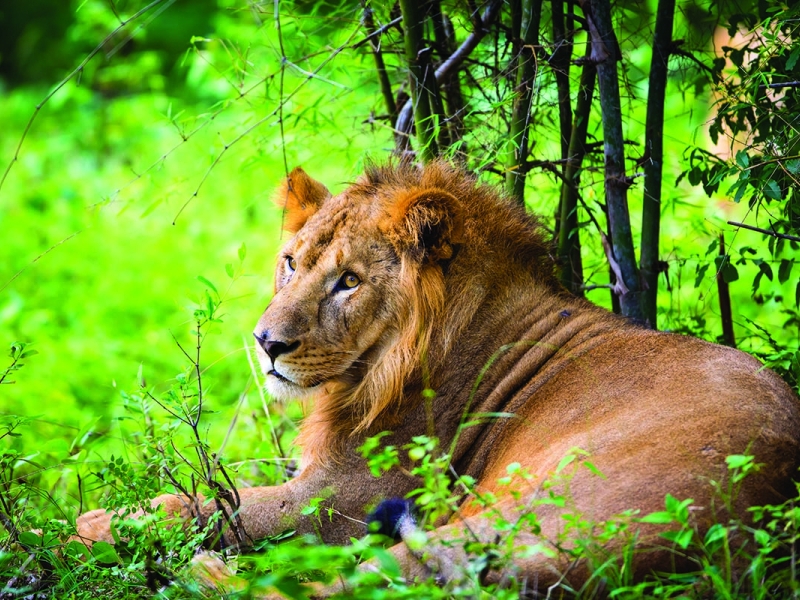 Formy przejściowe - Czasopismo Biologia w szkole | nowości z zakresu ...