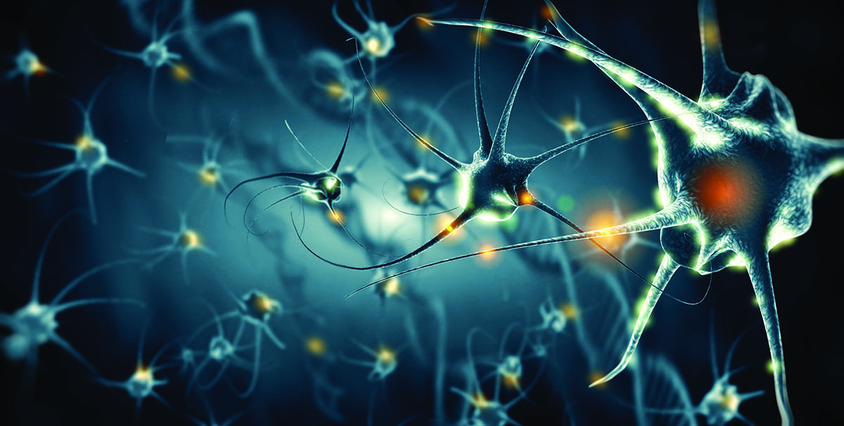 Synapsy elektryczne – zaniedbane połączenie - Czasopismo Biologia w ...