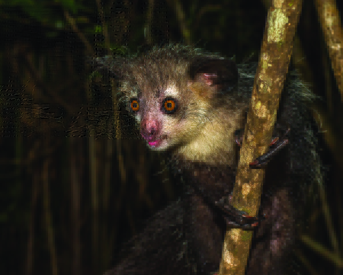 Palczak madagaskarski – tak brzydki, że aż piękny - Czasopismo Biologia ...