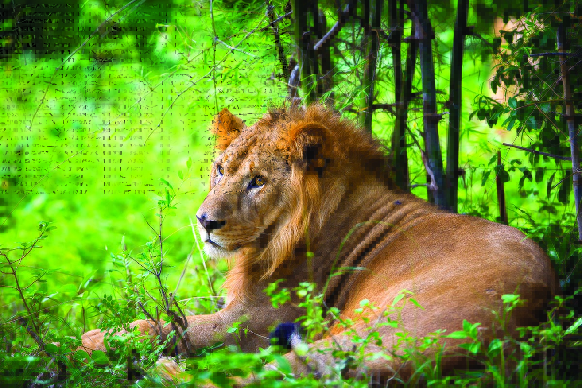 Lew azjatycki - Czasopismo Biologia w szkole | nowości z zakresu nauk ...