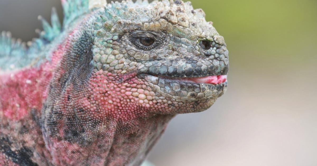 Legwan morski – niezwykły mieszkaniec Wysp Galapagos - Czasopismo ...