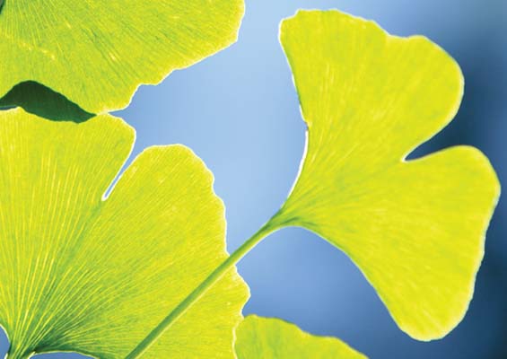 Ginkgo biloba 'Canopy'