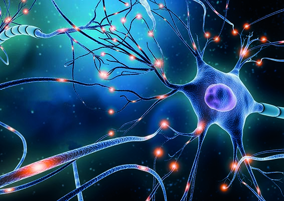 Neuromity vs neurofakty w edukacji - Czasopismo Biologia w szkole ...